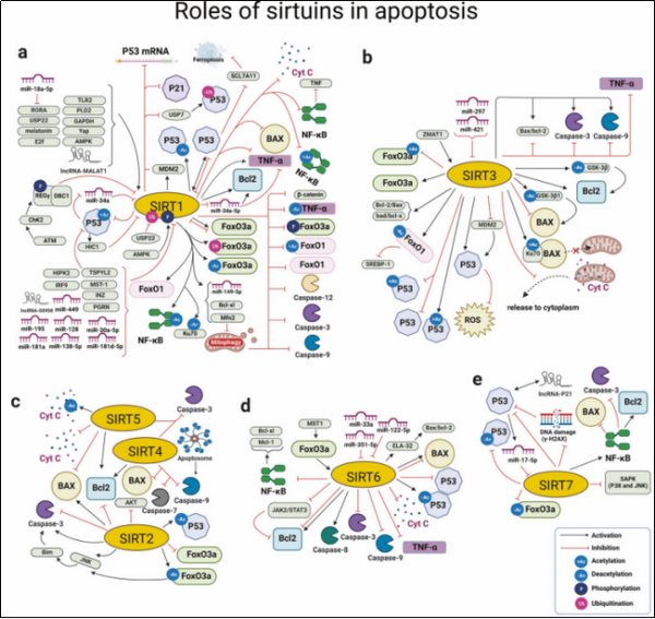 SIRT和AMPK靶点通路知识讲解 - 知乎