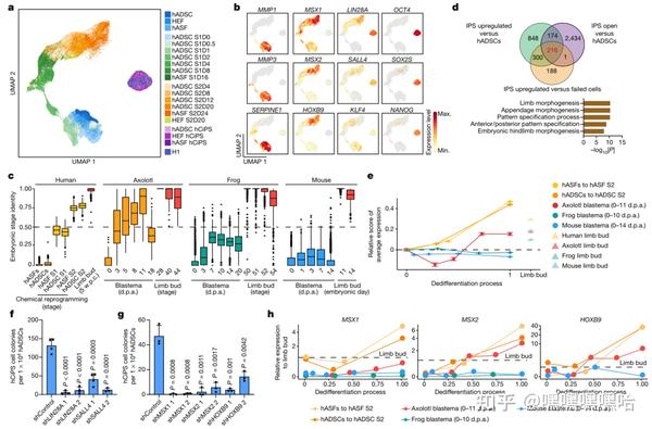 hCiPSC 化学诱导重编程人多能干细胞 | Chemical reprogramming of human somatic cells to ...