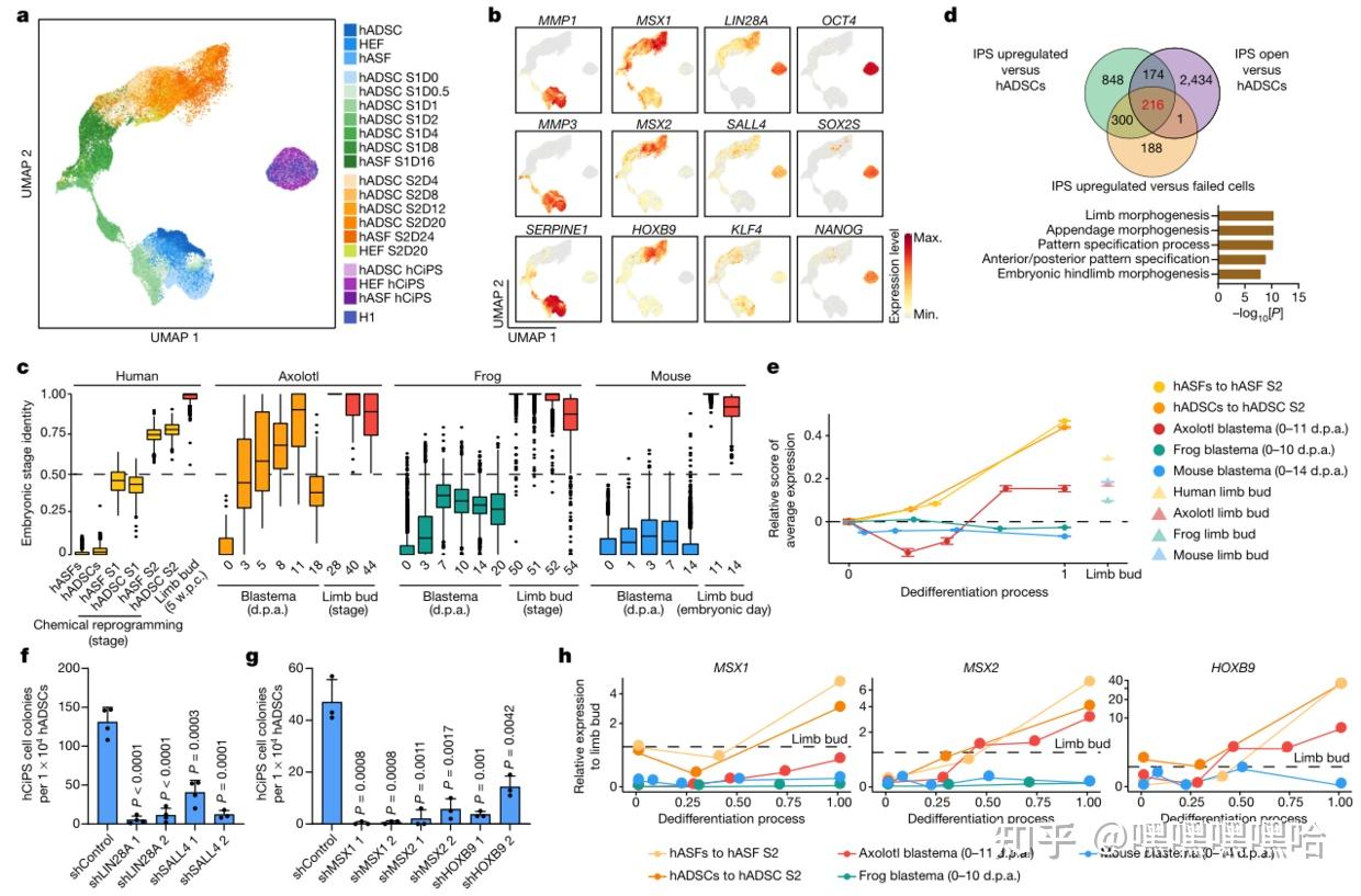 hCiPSC 化学诱导重编程人多能干细胞 | Chemical reprogramming of human somatic cells to ...