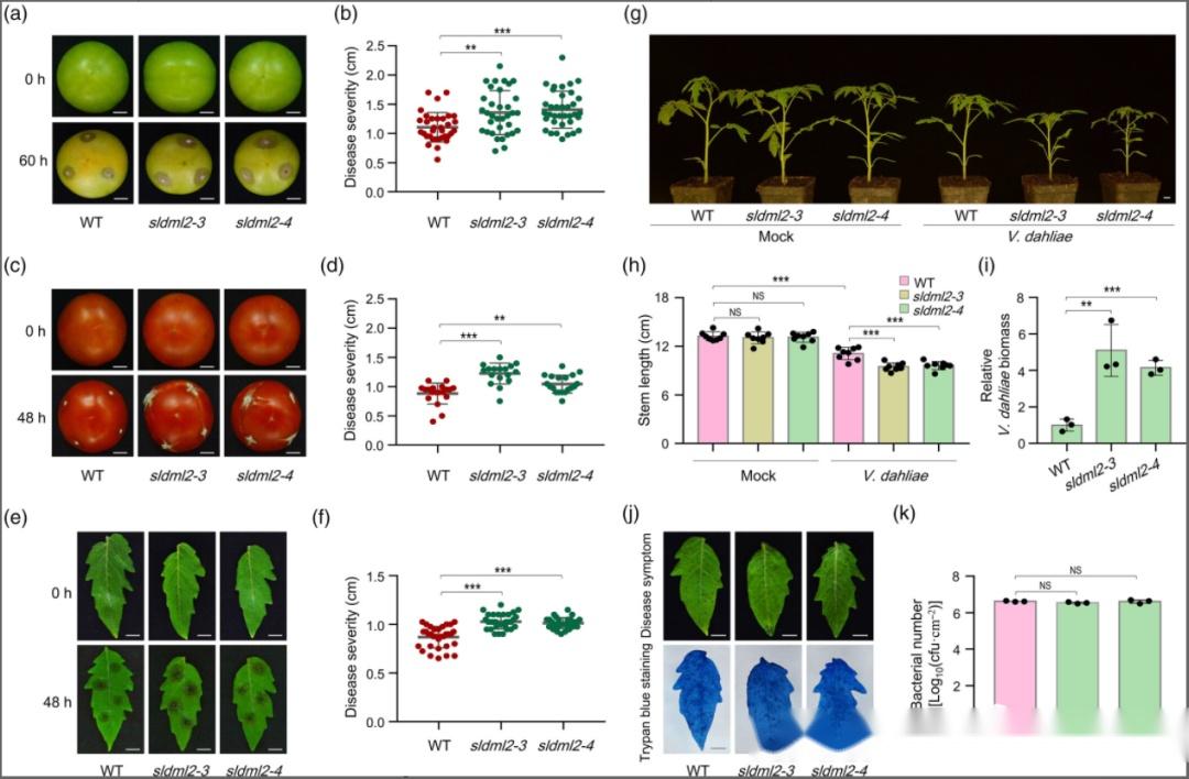 【Plant Biotech J】成熟关键基因SlDML2同时参与番茄抗病性调控 - 知乎