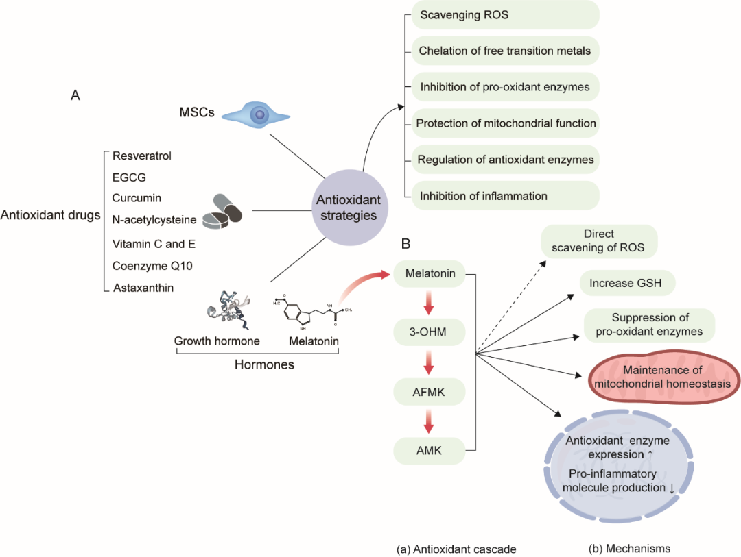Redox Biol 综述︱中国医科大学盛京医院李达/那芷菁团队评述ROS在卵巢疾病的作用及抗氧化策略 - 知乎