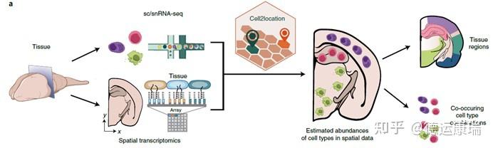 聚焦生信 | Cell2location法联合单细胞转录组进行空间转录组细胞类型映射-附代码 - 知乎