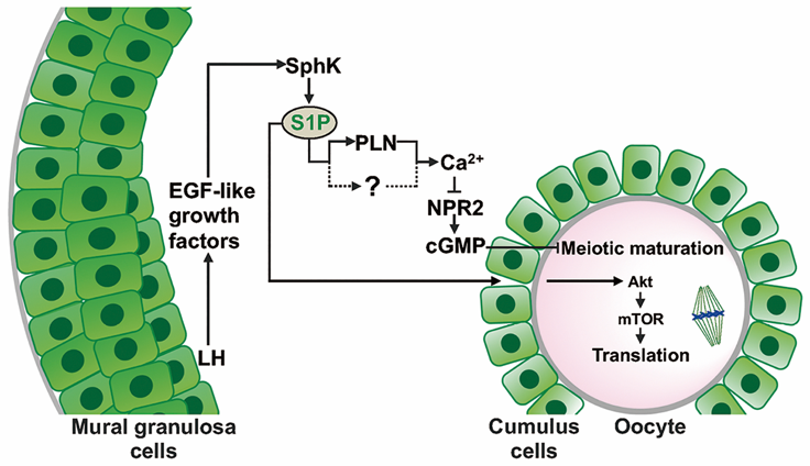 Cell Death Dis︱张美佳/苏友强课题组合作揭示鞘氨醇-1-磷酸（S1P）促进小鼠卵母细胞成熟的分子机制 - 知乎