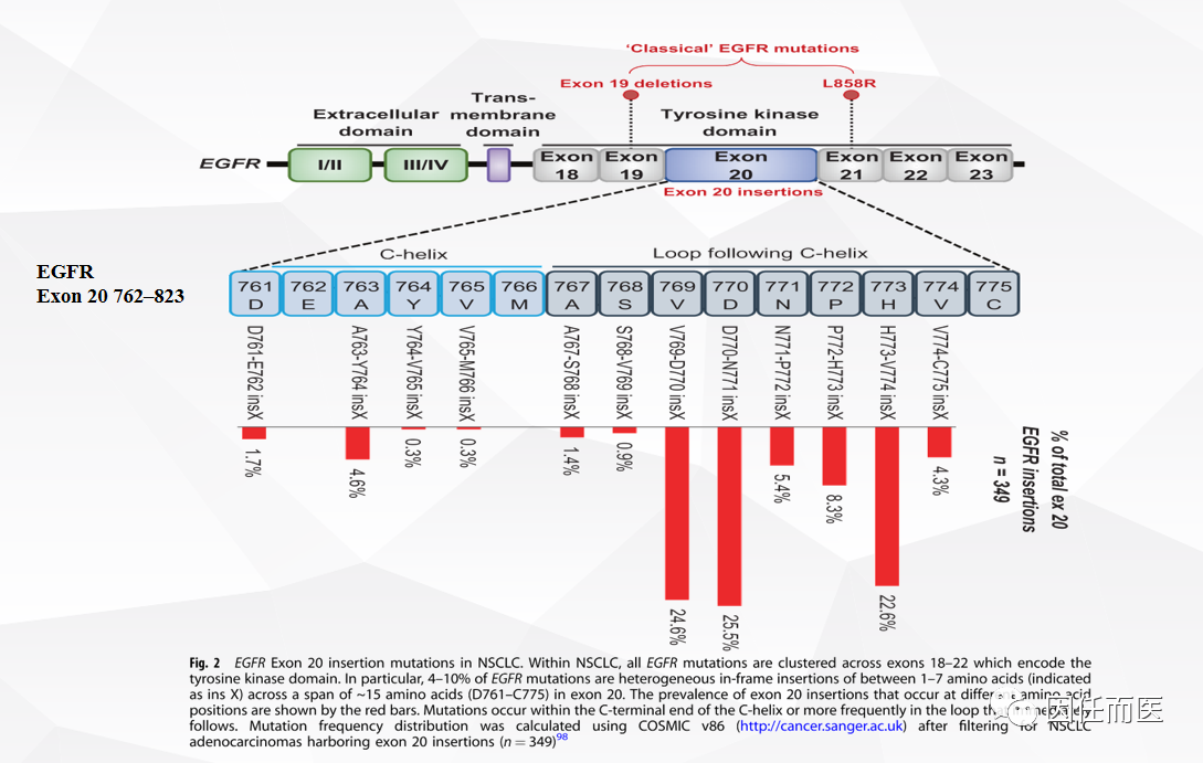 EGFR中的罕见突变——20号外显子插入突变 - 知乎