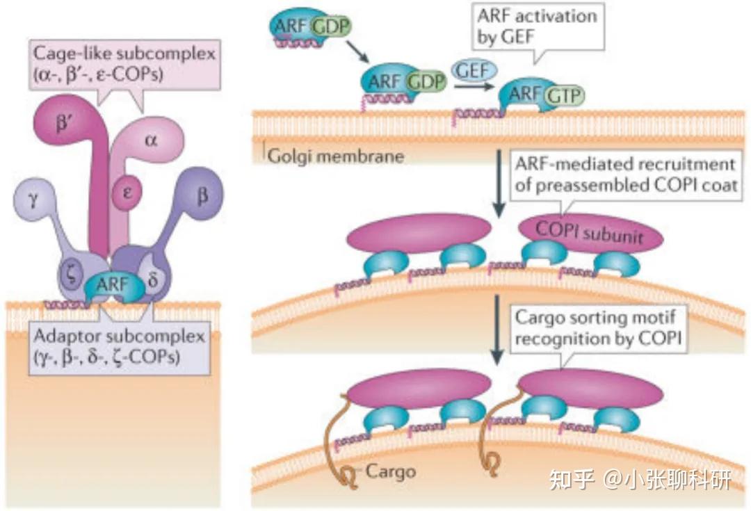 细胞“快递分拣中心”：连续登上Cell的内质网-高尔基体转运机制，设计这类课题，你需要了解…… - 知乎