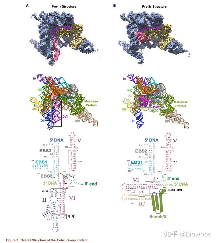 Pymol | 分子对接，活性位点 - 知乎