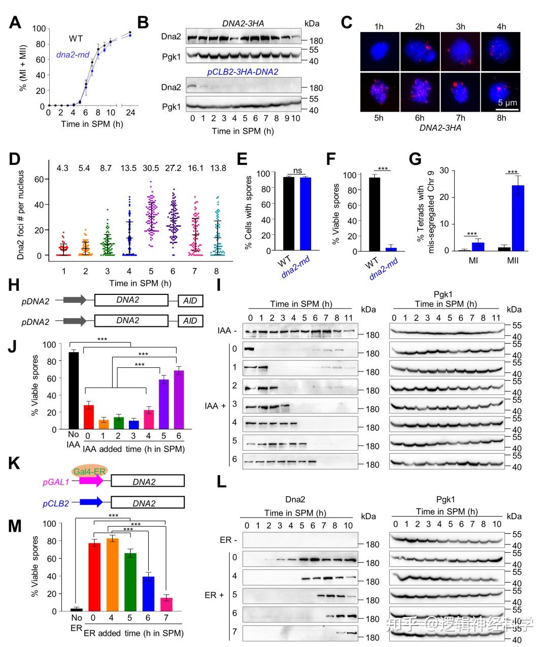 NAR︱山东大学张亮然/王顺心团队揭示Dna2移除减数分裂细胞中ssDNA-RPA纤丝的分子机制 - 知乎