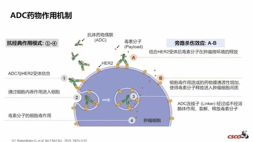CSCO2021丨ADC药物NSCLC临床研究概述 - 知乎