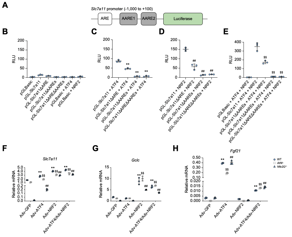 Journal of Hepatology丨ATF4 通过诱导 SLC7A11 (xCT) 阻断应激相关的铁死亡来抑制肝癌发生 - 知乎