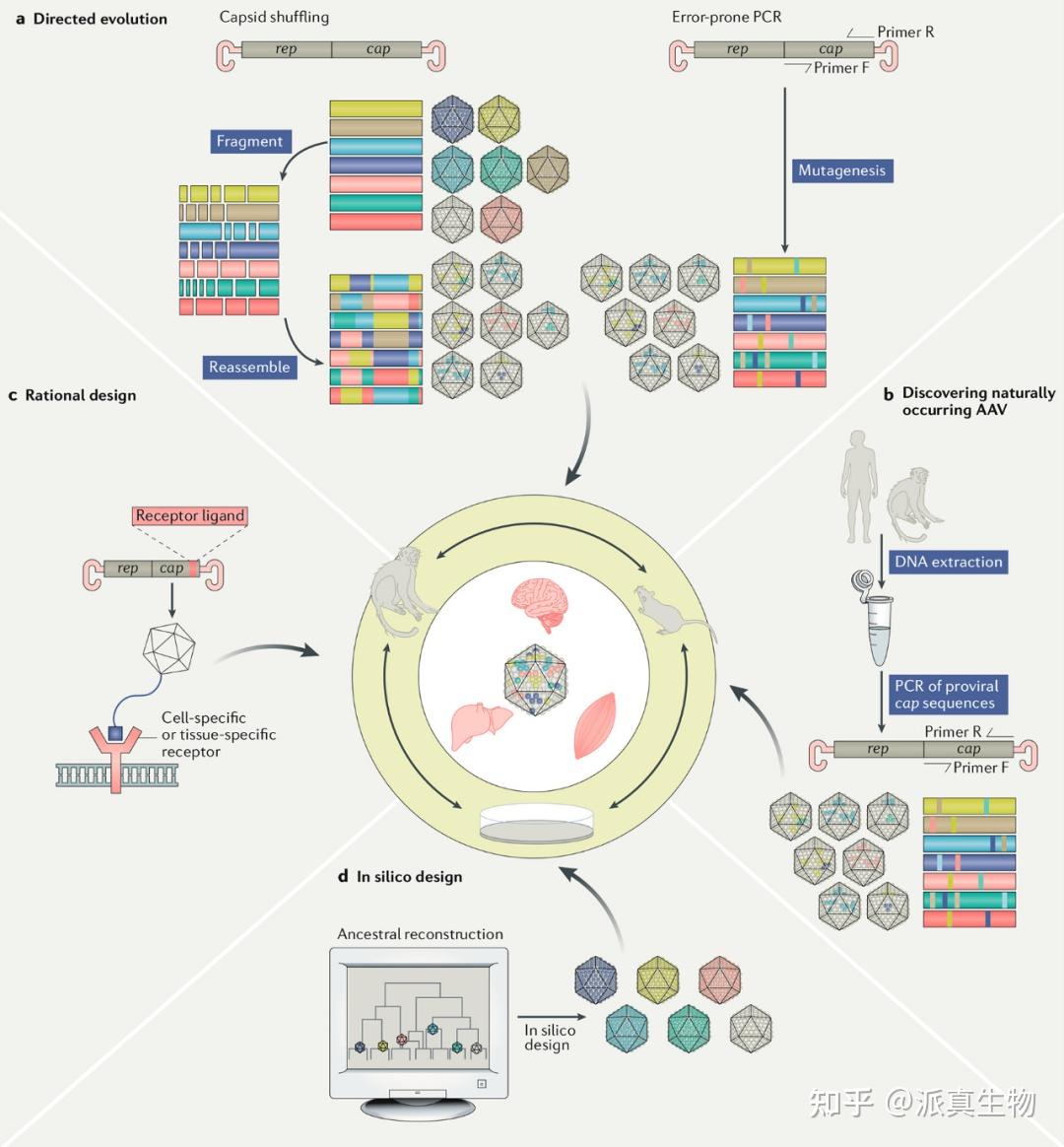 基因治疗载体AAV衣壳改造的研究进展 - 知乎