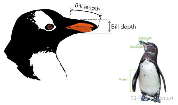 机器学习实例1 企鹅分类 知乎 
