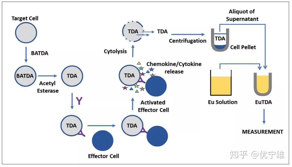 高灵敏度荧光ELISA——带您认识DELFIA技术！ - 知乎