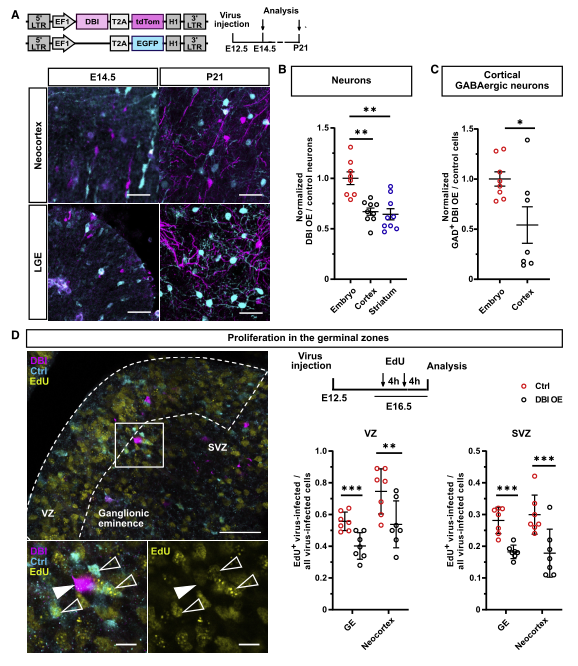Neuron: GABA信号调控神经发生 - 知乎