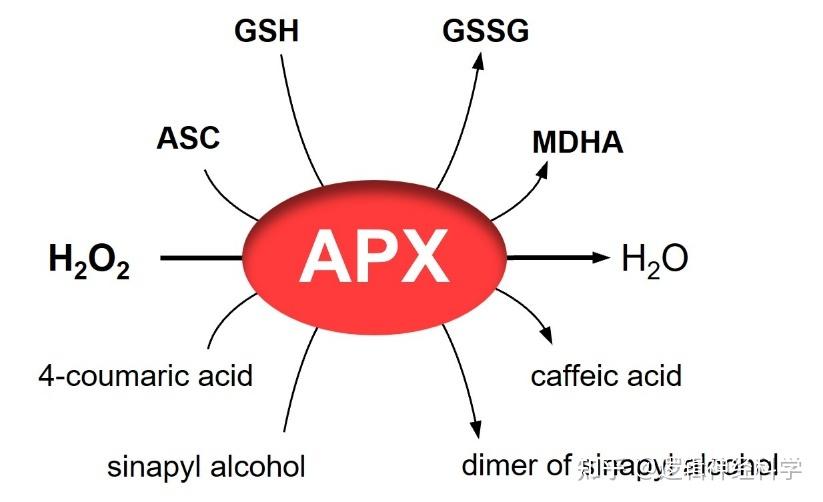 Redox Biol 综述︱湖北大学李圣纯团队评述植物抗坏血酸过氧化物酶的研究进展 - 知乎