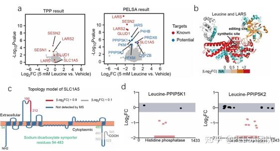 高灵敏度PELSA技术鉴定靶标蛋白质案例：代谢物作用靶蛋白及其结合位点的鉴定 - 知乎