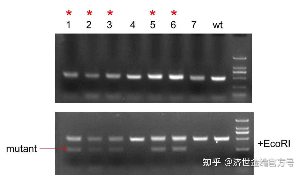 案例分享：Hspa5基因组织特异性敲除小鼠(Loxp)构建技术报告 - 知乎