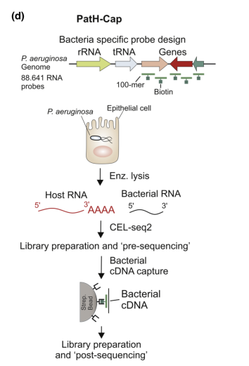 单细菌RNA测序技术综述 - 知乎
