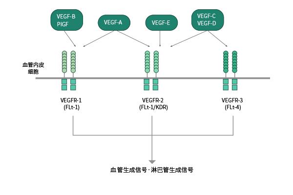 【靶点科普】为什么联合用药喜欢用VEGF+VEGFR？ - 知乎