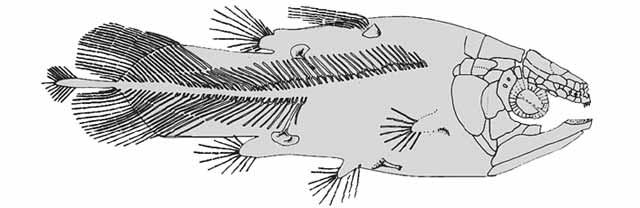 【地球演义】锦鳞记5：骇浪吞舟脱巨鳞 - 知乎