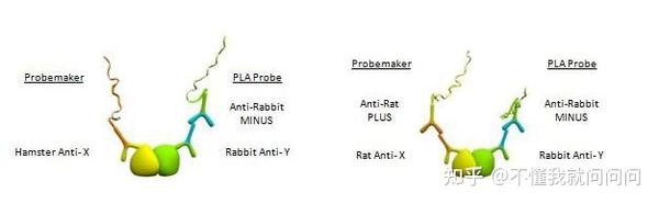 默克生命科学 | Duolink® PLA Probemaker指南 - 知乎