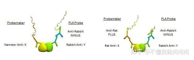 默克生命科学 | Duolink® PLA Probemaker指南 - 知乎