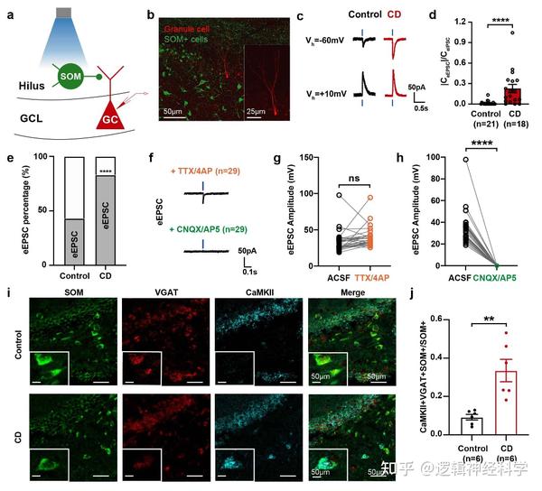 STTT︱浙江中医药大学陈忠/丁美萍/徐层林团队揭示海马中间神经元兴奋性转化是皮质发育不良相关癫痫的关键 - 知乎