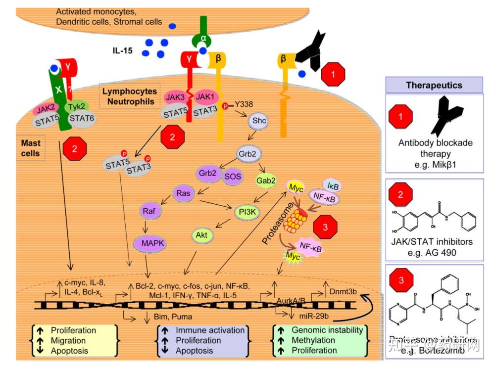 IL-15: 协同抗癌的关键，HIV潜在靶点 - 知乎