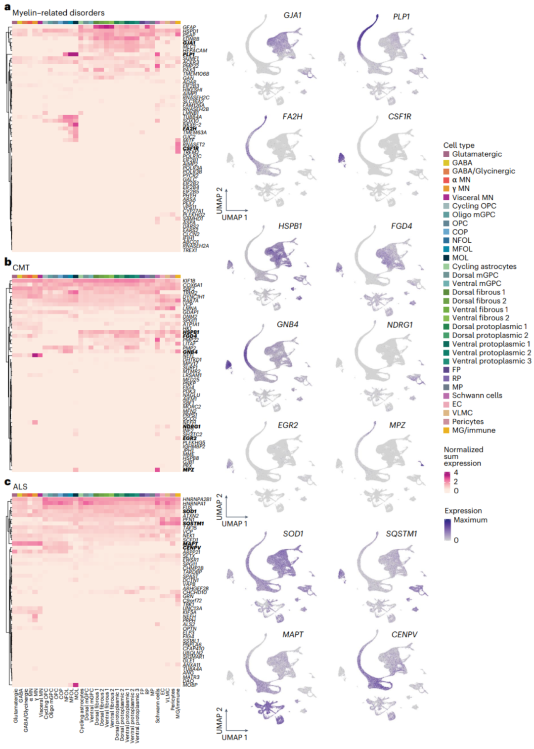Nat Neurosci | 单细胞转录组揭示人类胚胎脊髓发育 - 知乎