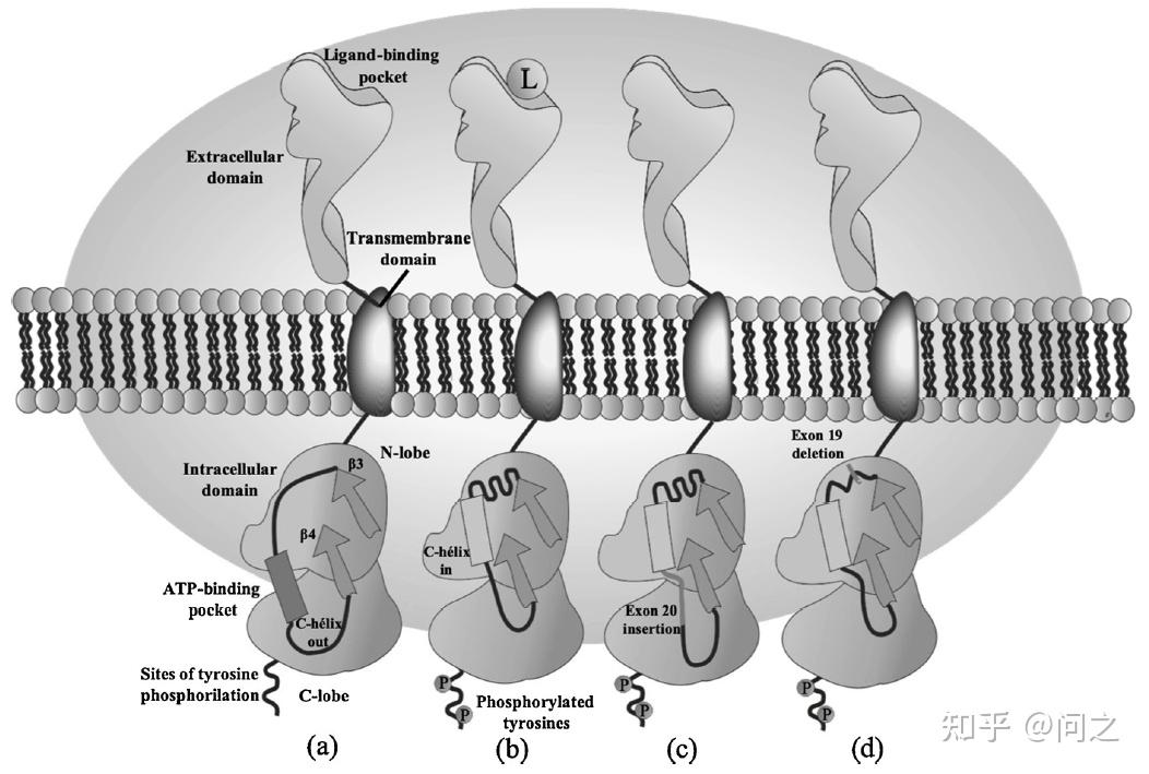 Cancer Discov | 综述：靶向NSCLC中的EGFR 20ins突变——药物研发最新进展和临床数据 - 知乎