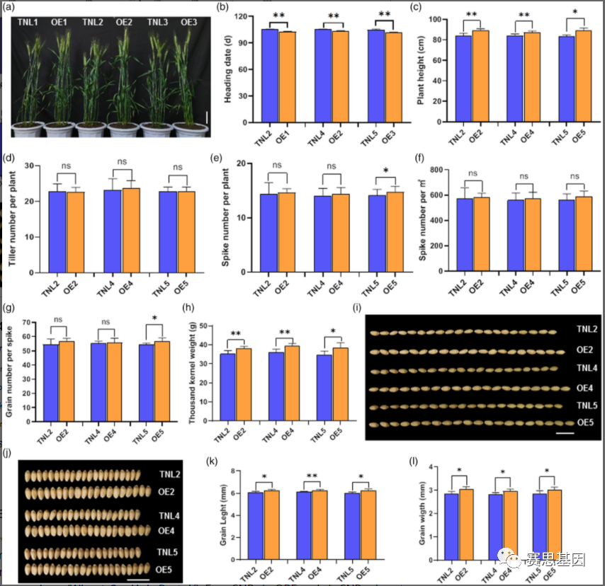 【Plant Biotech J】转录因子Glu-1的高效蛋白质组鉴定：小麦TaB3-2A1功能验证的案例 - 知乎