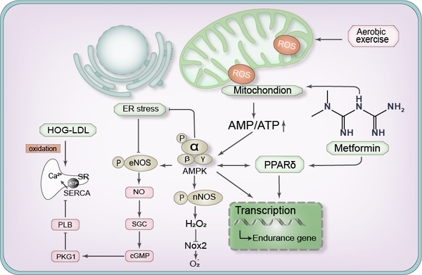 JCP 综述︱南昌大学姜玫秀团队评述有氧运动和无氧运动期间与动脉粥样硬化的防治相关的信号通路 - 知乎