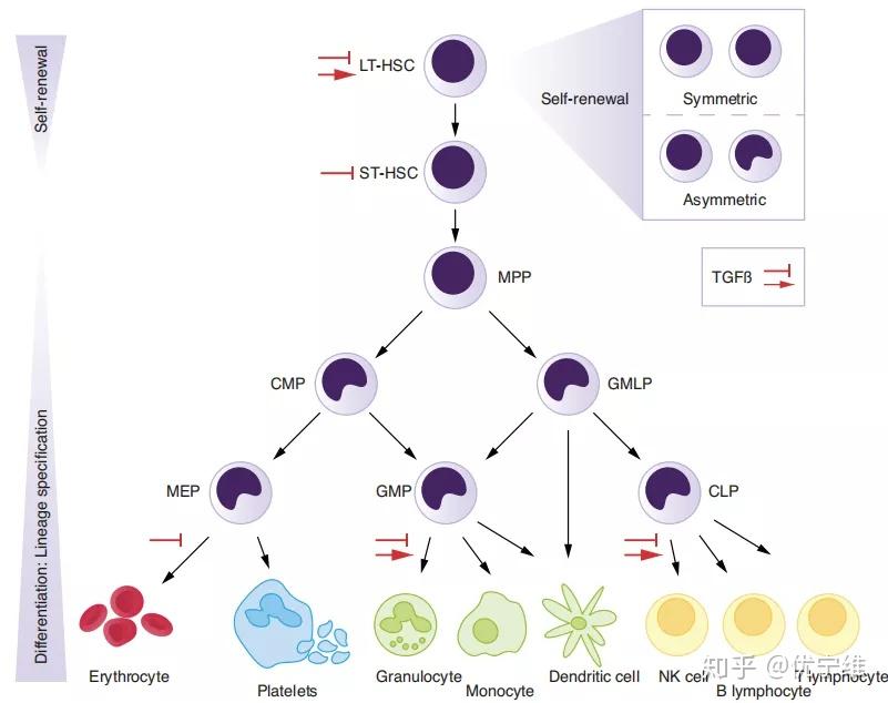 TGF-β：乘风破浪的转化生长因子 - 知乎