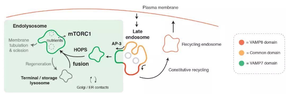 Science+Nature丨“那些花儿”——溶酶体内的氨基酸 - 知乎