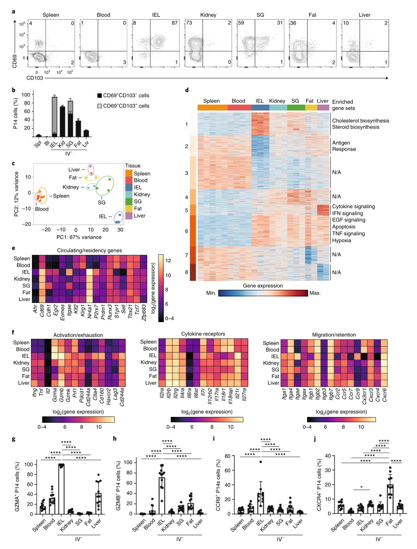 Nat Immu | CD8+ T细胞组织特异分化图谱 - 知乎