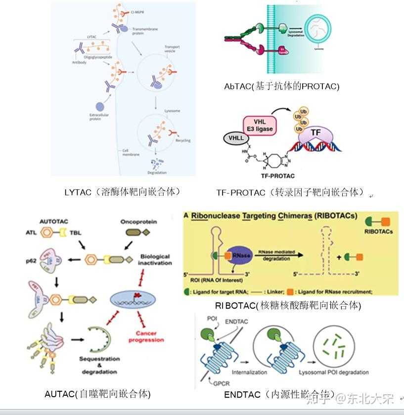 火爆研发领域：靶向蛋白降解技术 - 知乎