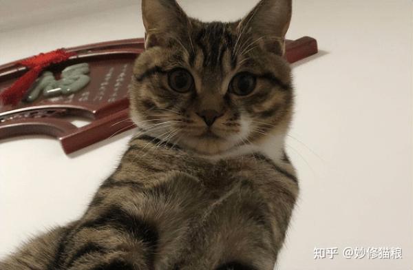 狸花猫这7个行为,是 智商高”的表现,你家猫有吗? 知乎