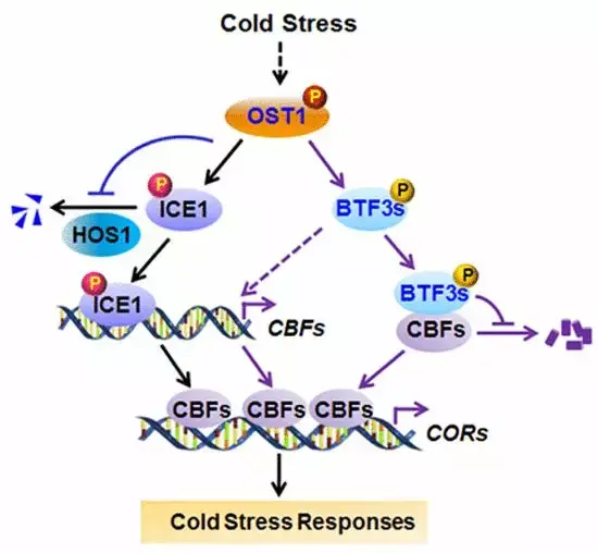 综述: 近年中国农业大学杨淑华团队在植物响应低温胁迫的分子机理研究中取得一系列重要进展 - 知乎
