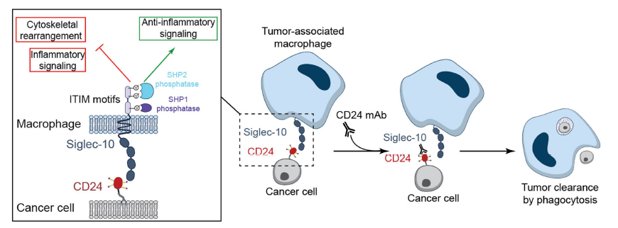 CD24：后起之秀，没有血液毒性的天然免疫检查点 - 知乎