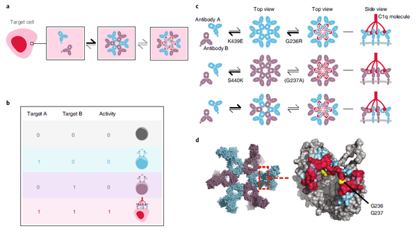 驾驭抗体的Avidity - 知乎