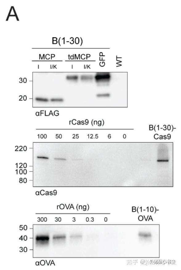 文献分享【Mol. Ther.】外泌体内源型装载的高效支架蛋白筛选 - 知乎