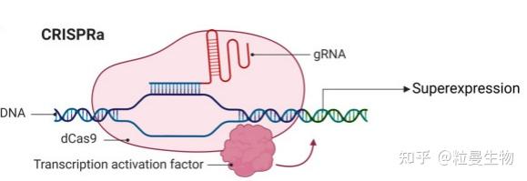 技术专题 | CRISPRa：精准激活，重塑基因表达【收藏】 - 知乎
