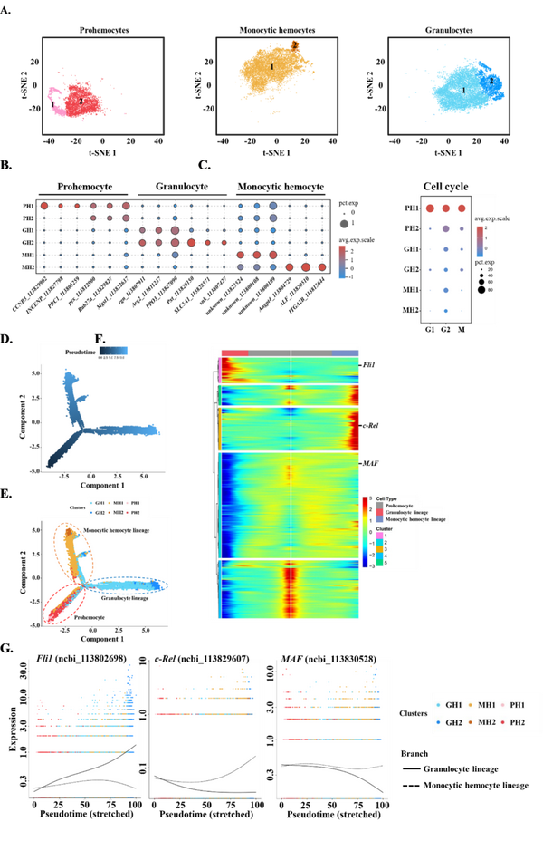 eLife︱汕头大学王帆团队揭示了巨噬细胞在无脊椎动物中的进化 - 知乎
