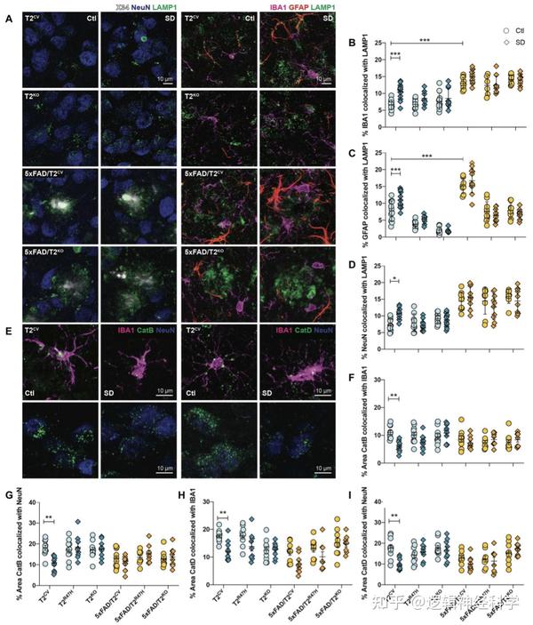 STM︱华盛顿大学科研团队发现睡眠不足促进小胶质活化和Aβ沉积依赖于TREM2 - 知乎