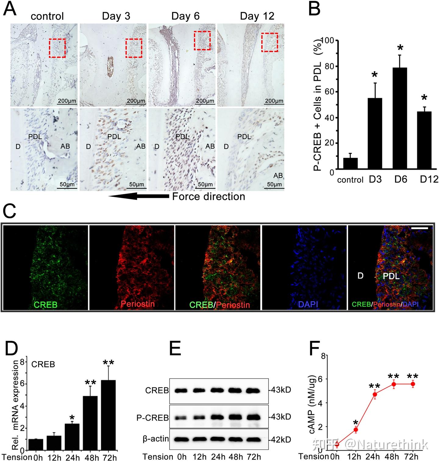 由于正畸力作用，CREB 的激活会影响牙周组织中的间充质干细胞的迁移和分化 - 知乎