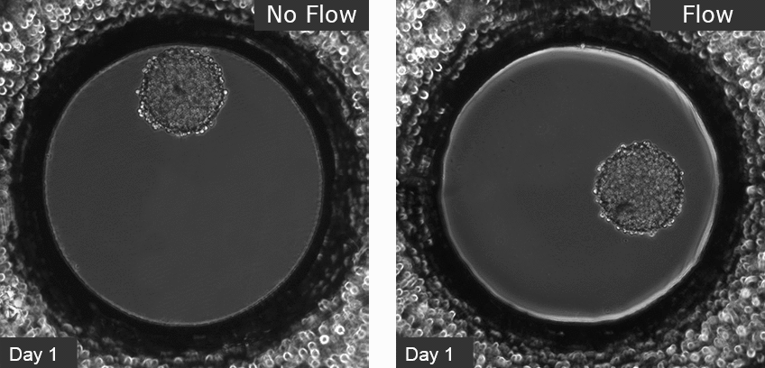 ibidi 3D细胞培养模型 – 概述 - 知乎