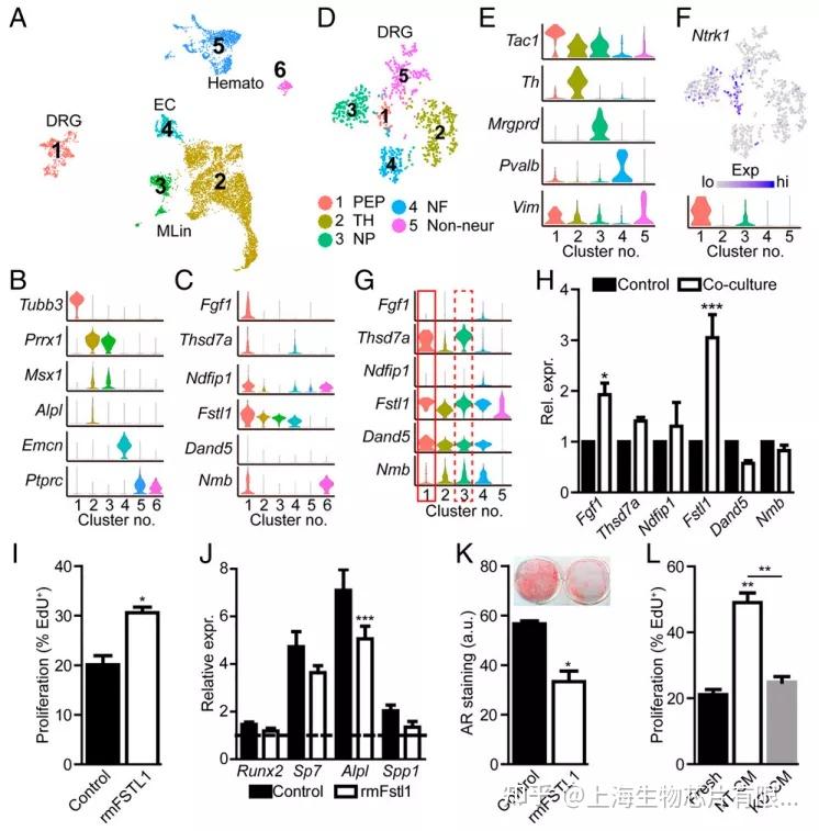 诺奖热点 | 空间转录组学揭示感觉神经通过调节BMP/TGF-β信号通路在保持颅缝通畅中的作用 - 知乎