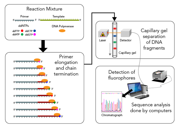 单细胞测序系列之一：测序技术的发展 - 知乎