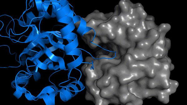 Pymol_movie - 知乎