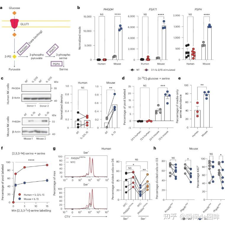 【Nat Metab】代谢+脂质组+同位素标记｜加州大学团队揭示丝氨酸代谢在激活NK细胞功能中的关键作用 - 知乎
