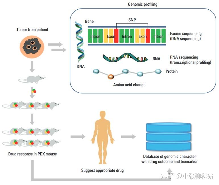 最全PDX模型构建方法整理，还不快收藏！ - 知乎